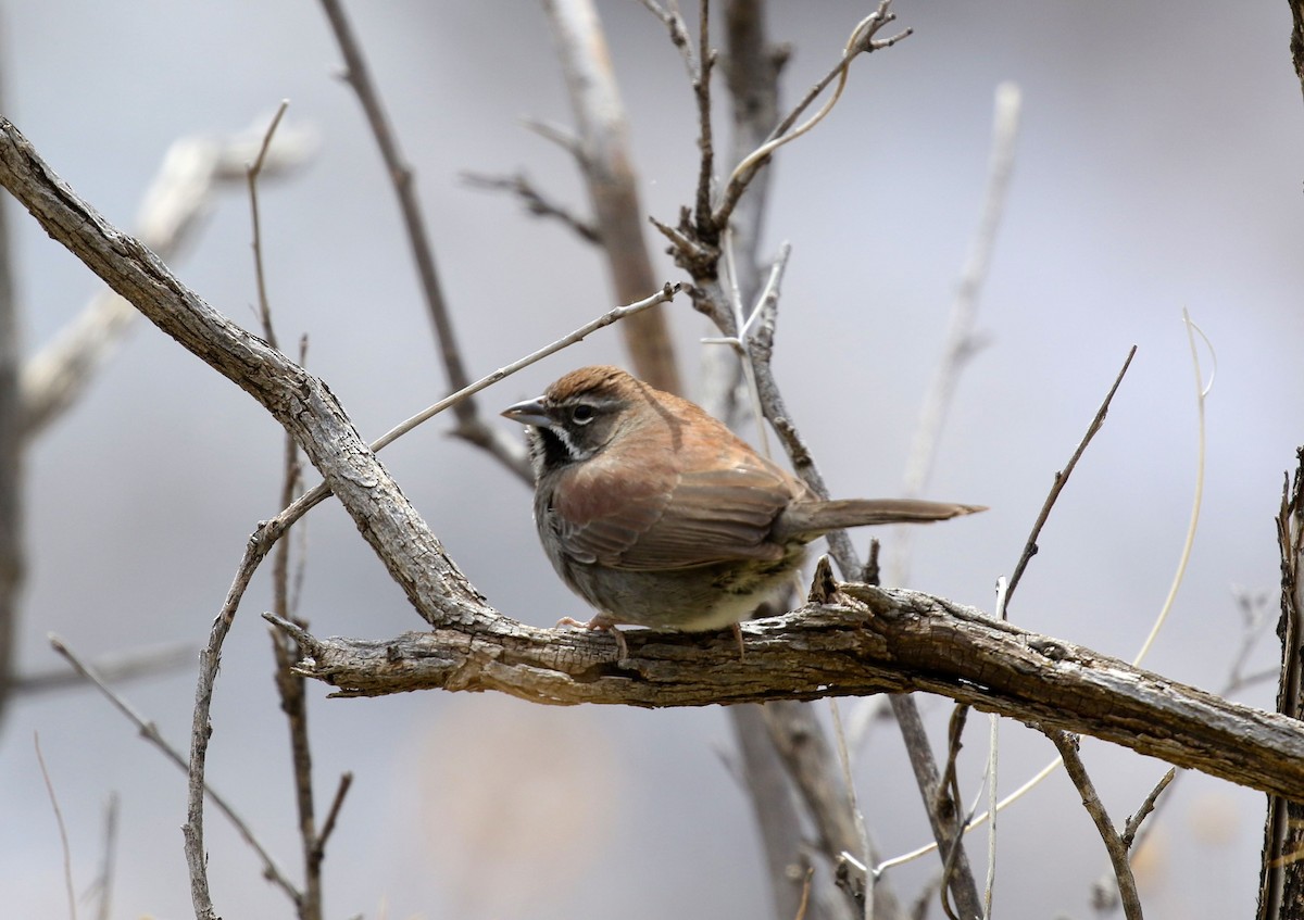 eBird Checklist - 23 Jan 2023 - Box Canyon - 2 species