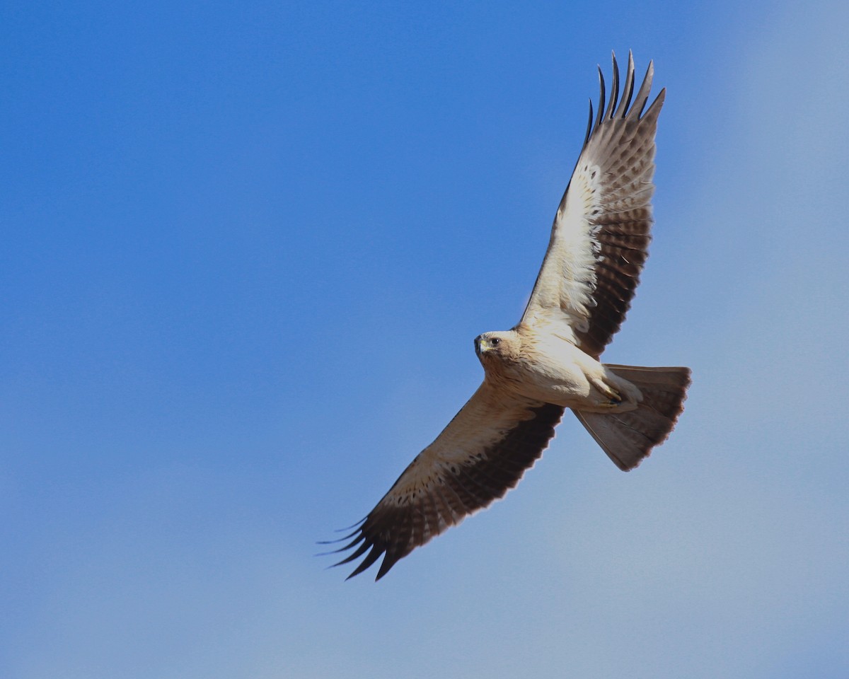 eBird Checklist - 23 Jan 2023 - Nules--El Pou - 26 species