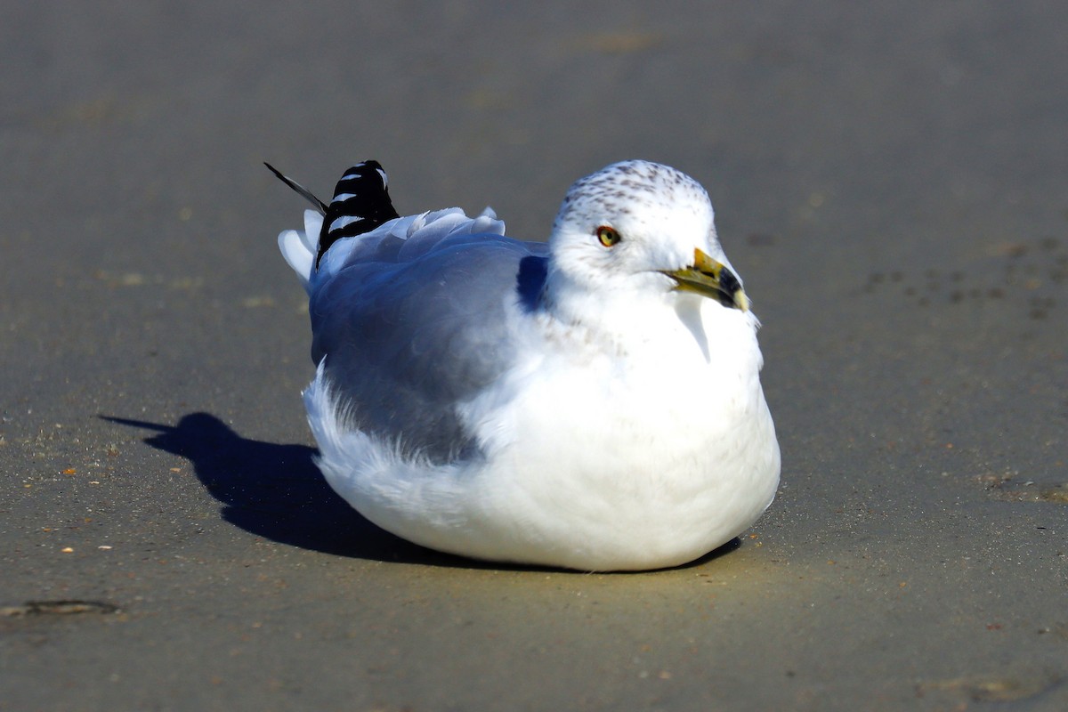 eBird Checklist - 23 Jan 2023 - Jacksonville Park, Huguenot Memorial ...