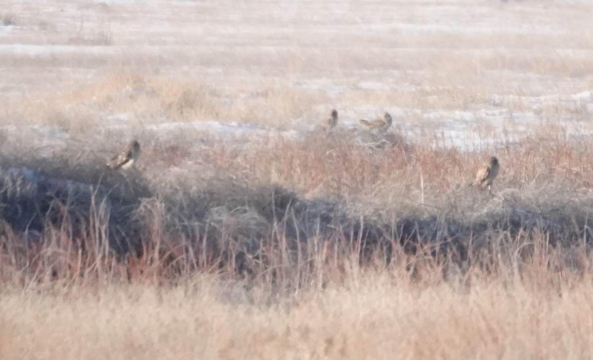 eBird Checklist - 23 Jan 2023 - Rocky Mountain Arsenal NWR - 14 species