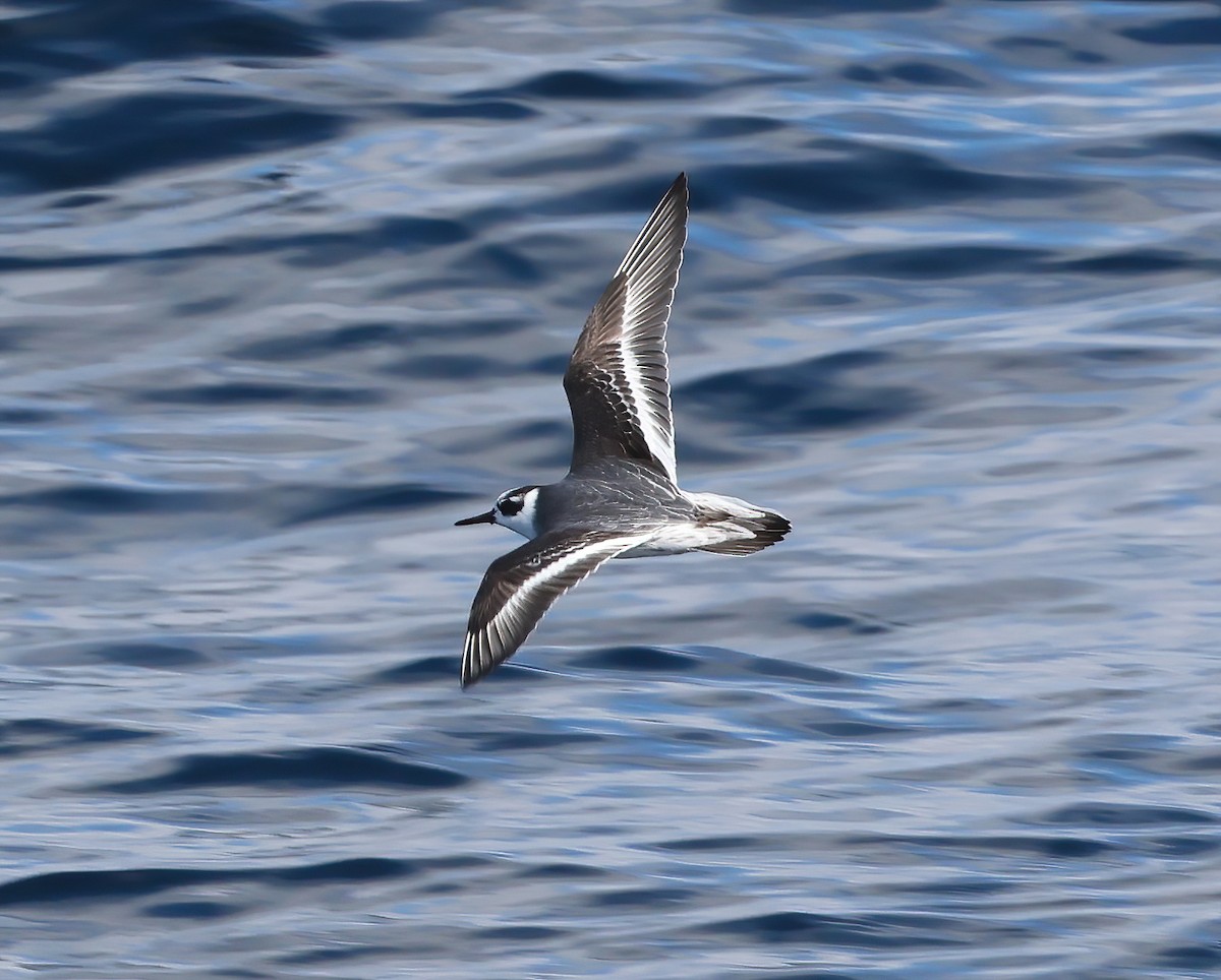 eBird Checklist - 22 Jan 2023 - Crespi Knoll (ORA Co.) - 17 species (+1 ...