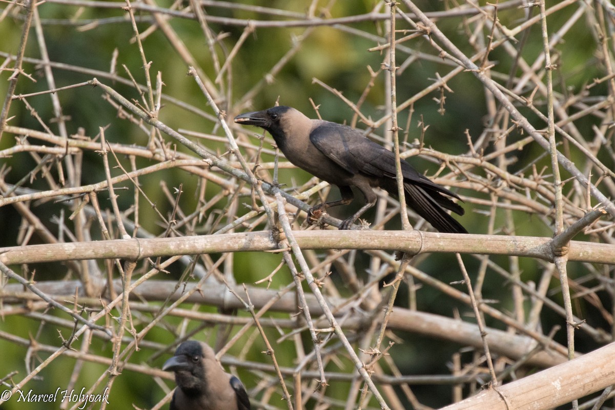 ML527630511 - House Crow - Macaulay Library