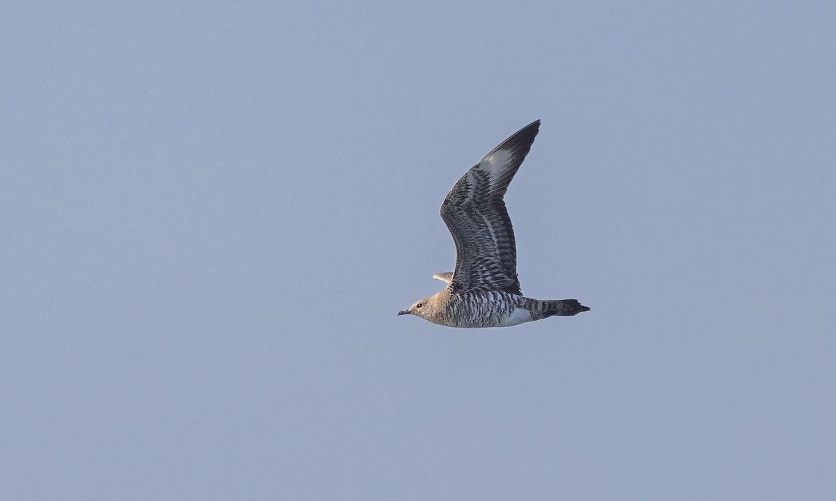 Long-tailed/Parasitic Jaeger - eBird