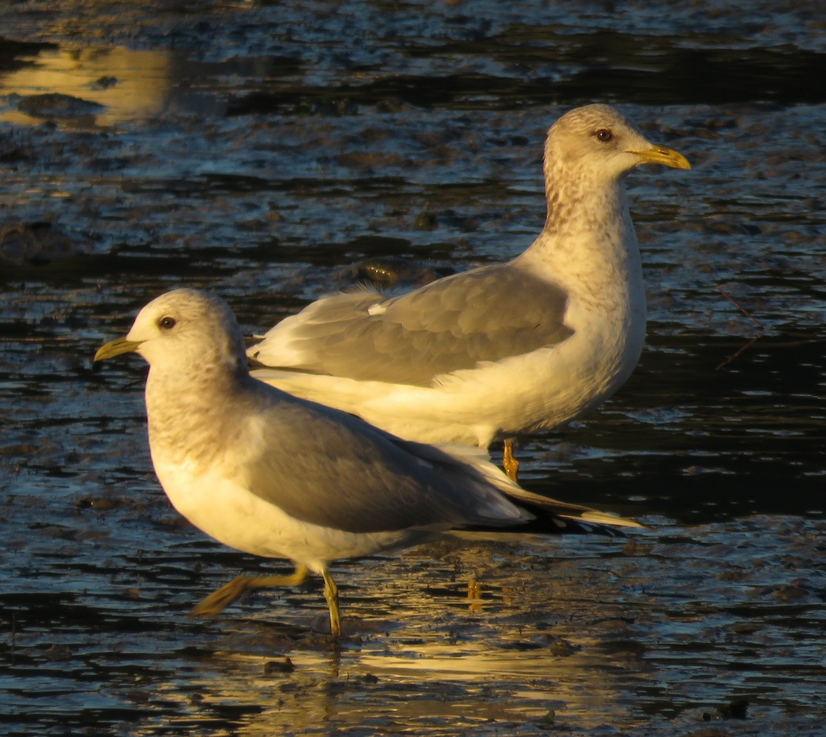 Goéland cendré ou G. à bec court - eBird