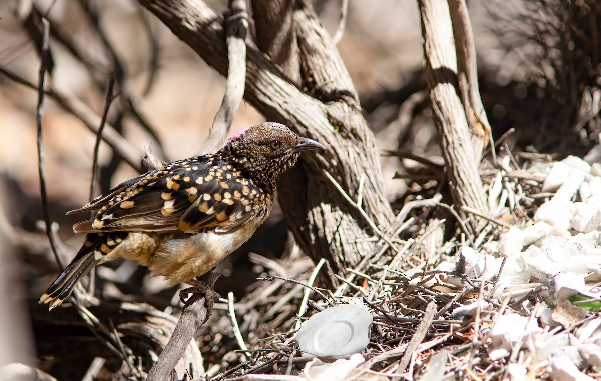 eBird Checklist - 20 Dec 2022 - The Granites (Mount Magnet) - 12 species