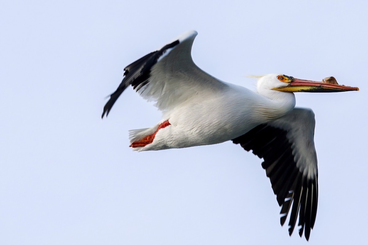 eBird Checklist - 10 May 2018 - Point Pelee NP--Tip - 1 species