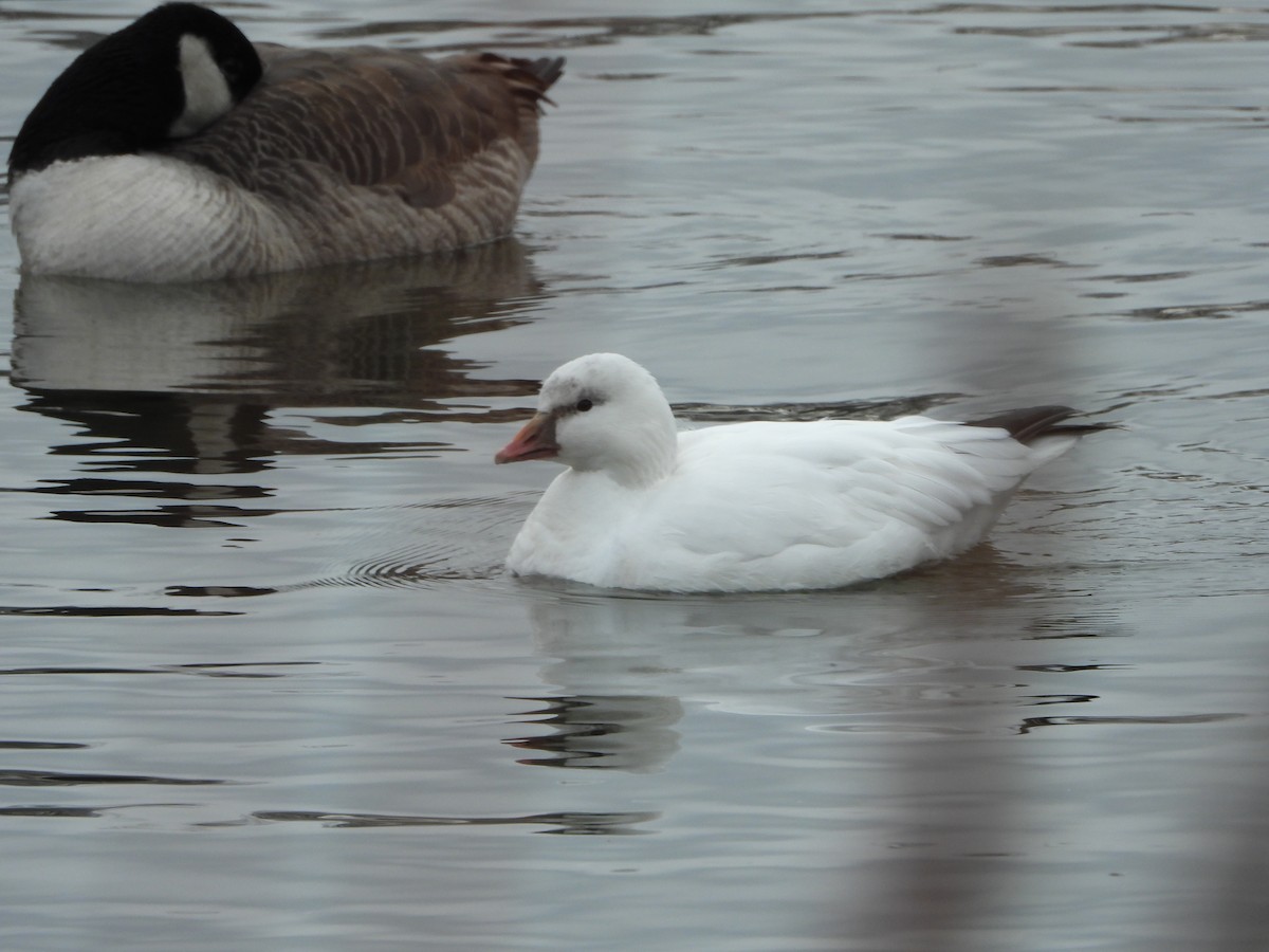 eBird Checklist - 23 Jan 2023 - Oconomowoc River--Riverside Park to ...
