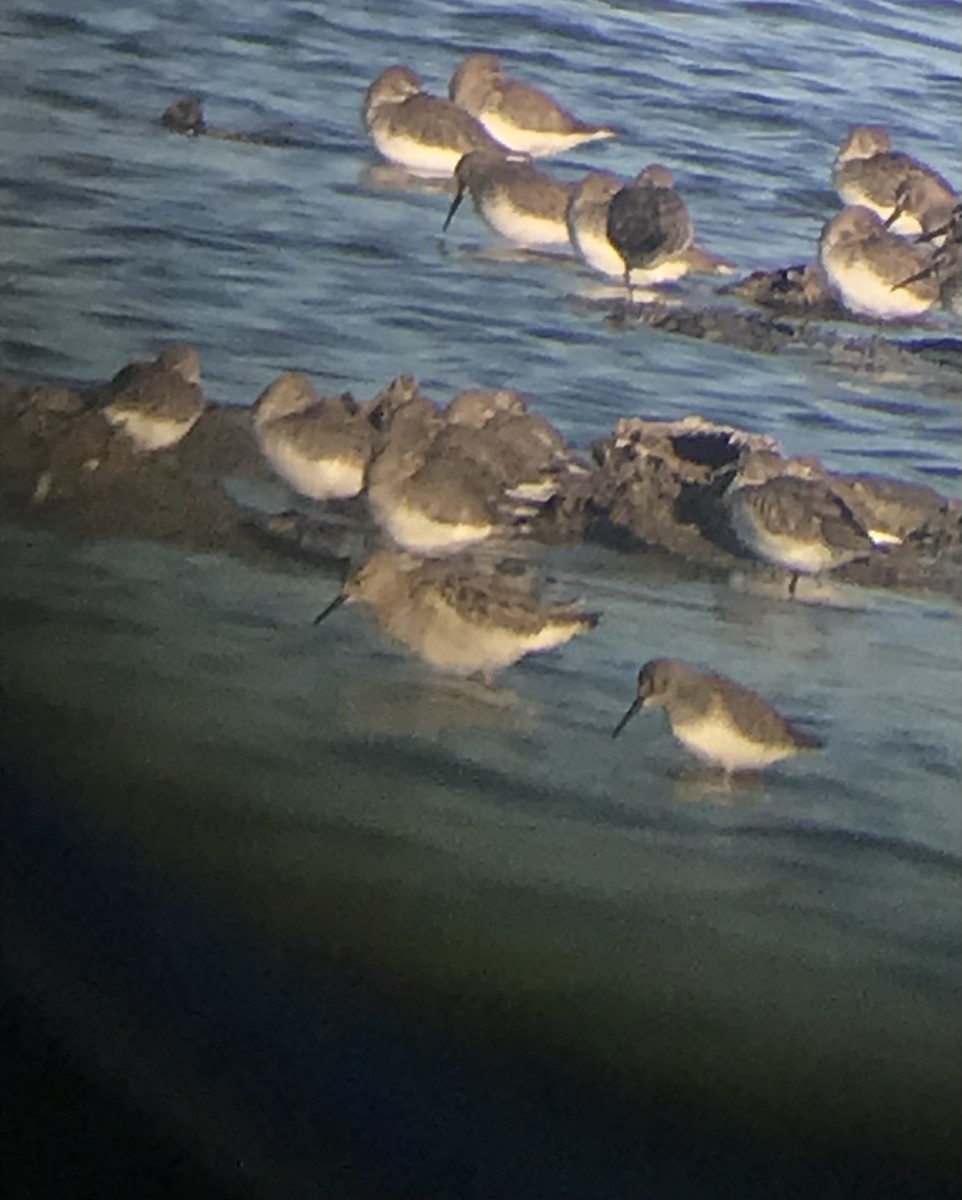 eBird Checklist - 24 Jan 2023 - Don Edwards NWR (SCL Co.) (please use a ...