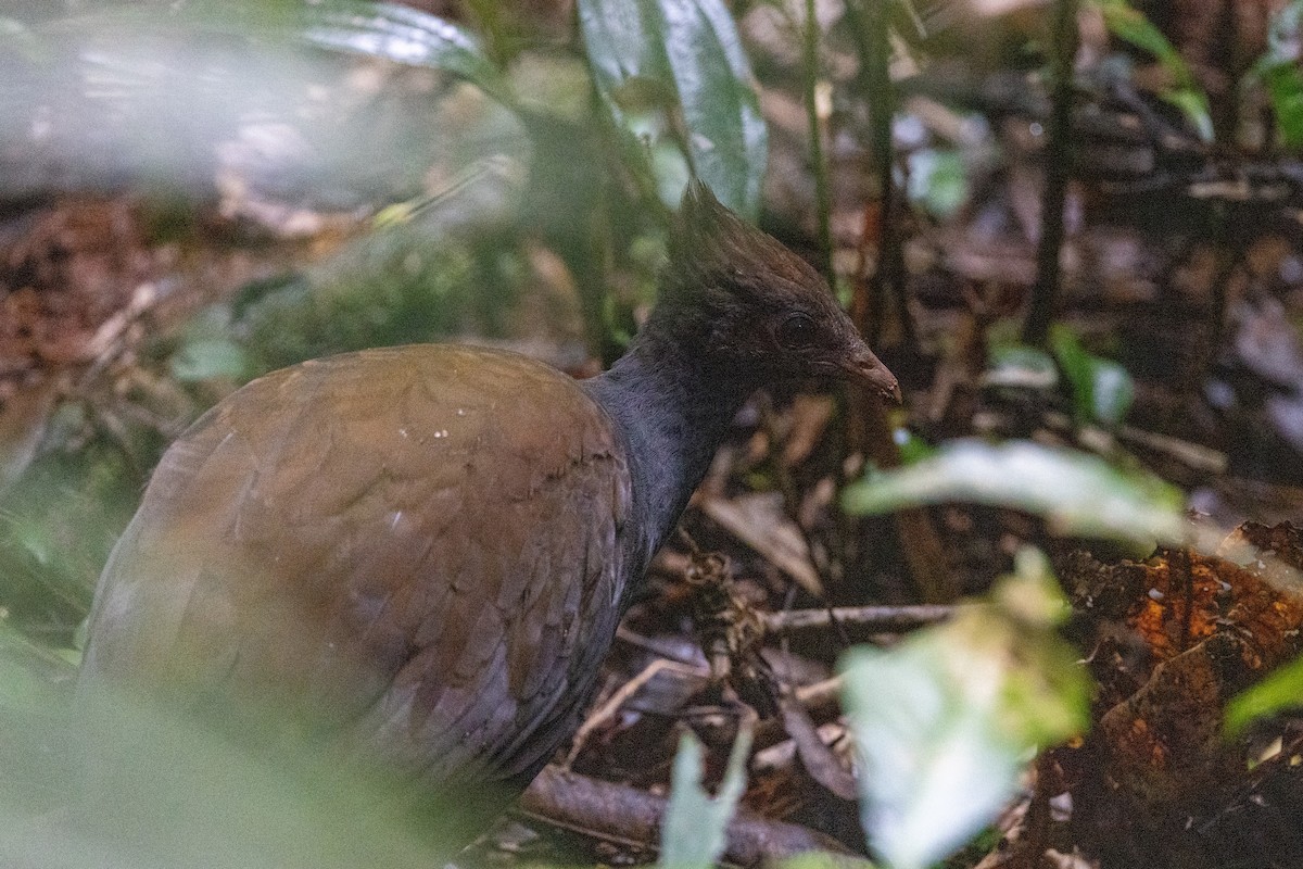 eBird Australia Checklist - 24 Jan 2023 - Jindalba Boardwalk - 7 species