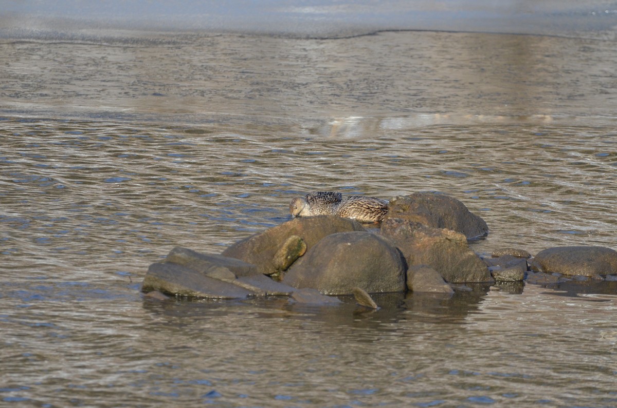 eBird Checklist - 25 Jan 2023 - Great Salt Bay from Depot St. - 33 species