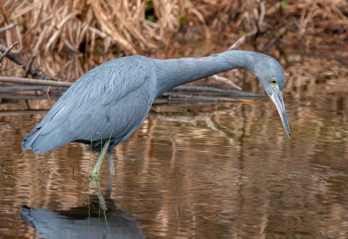 eBird Checklist - 15 Jan 2023 - Sheldon Lake SP (UTC 033) - 31 species