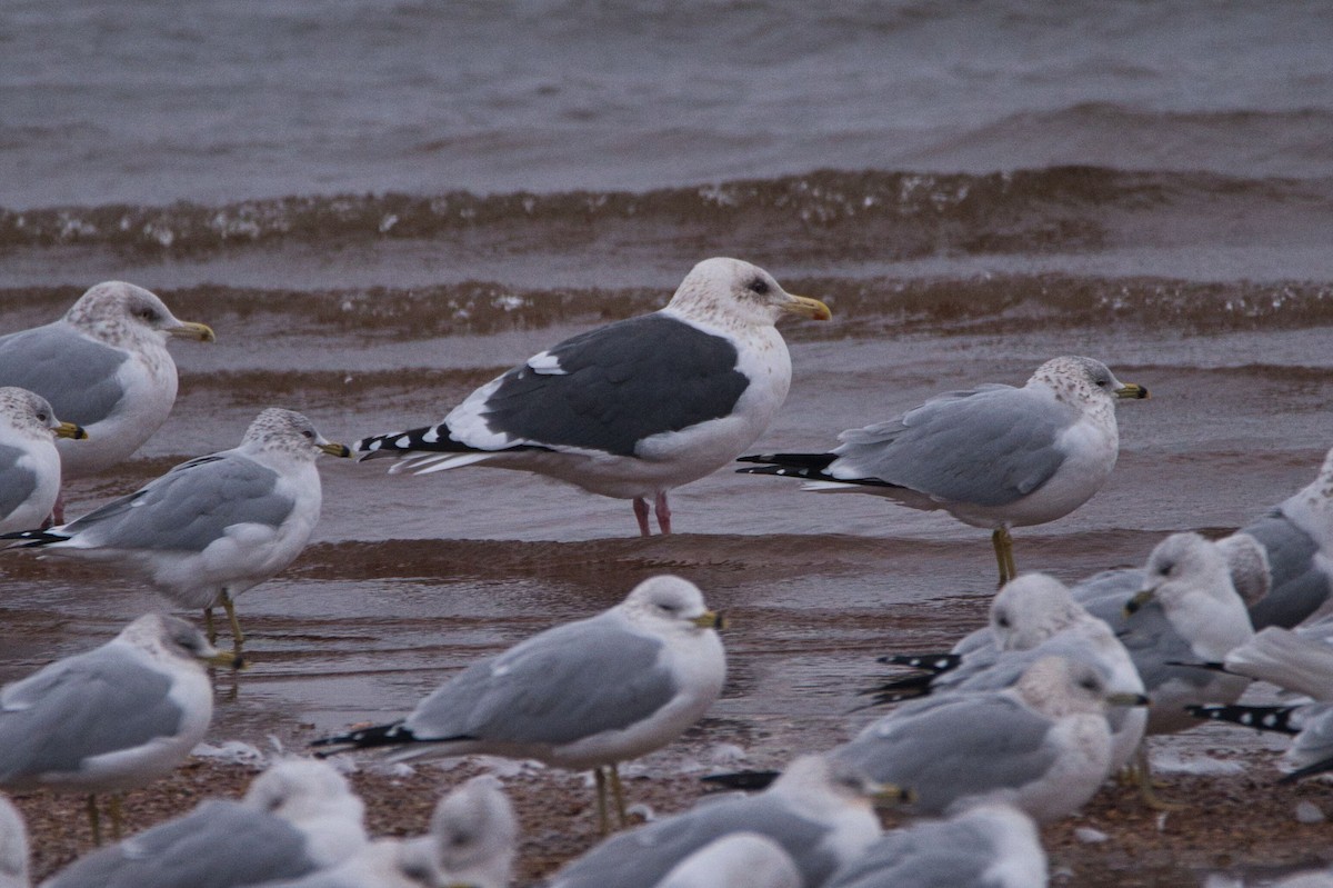 eBird Checklist - 25 Jan 2023 - Lake Hefner--N. Lake Hefner Dr. - 16 ...