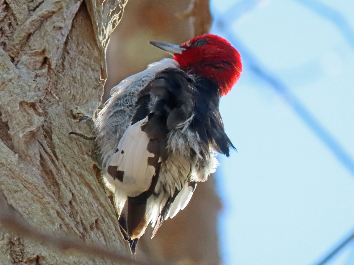 eBird Checklist - 21 Mar 2021 - Echo Lake - 9 species