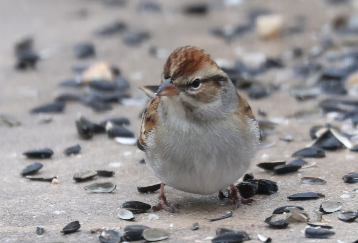 eBird Checklist - 25 Jan 2023 - Eureka House - 10 species