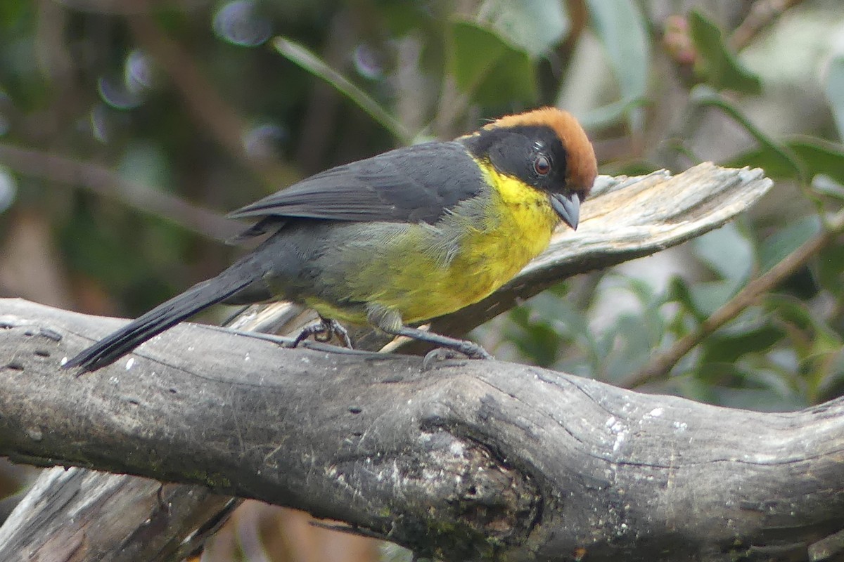 eBird Checklist - 21 Jan 2023 - Reserva Yanacocha - 10 species