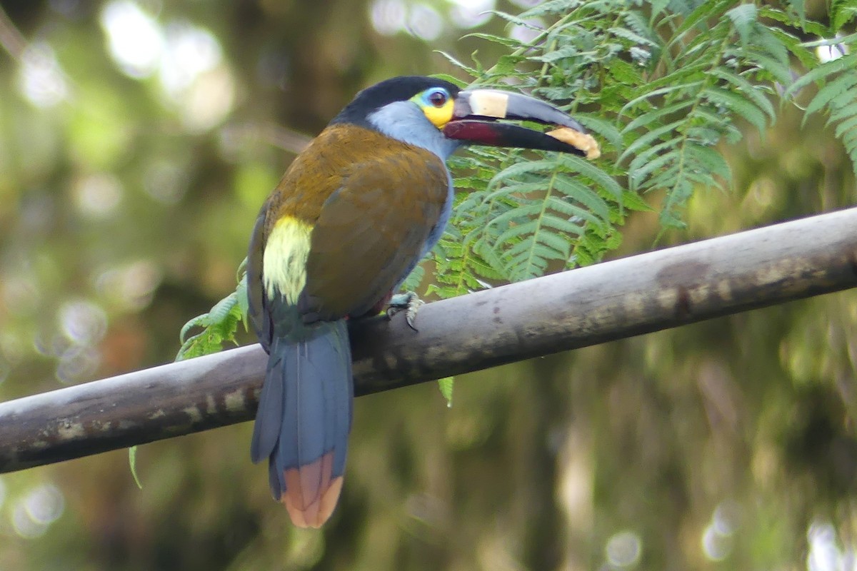 eBird Checklist - 20 Jan 2023 - The Birdwatcher's House - Santa Rosa ...