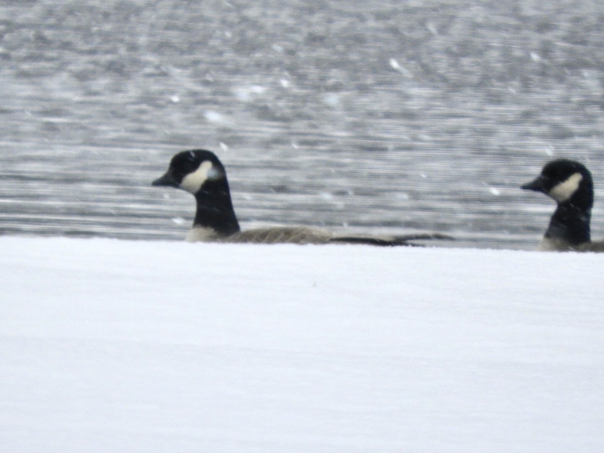 eBird Checklist - 25 Jan 2023 - Cackling Geese, Edgewood US-IN (40.1098 ...