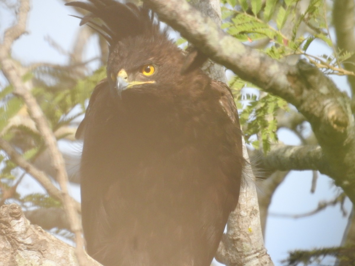 eBird Checklist - 25 Jan 2023 - Faraba Banta Bush Track (South of ...