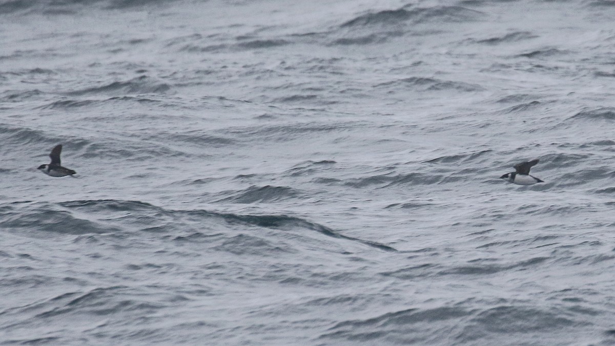 eBird Checklist - 25 Jan 2023 - Jeffrey's Ledge (NH) - 8 species (+1 ...