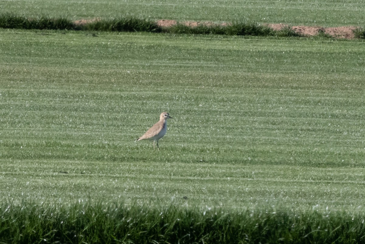 eBird Checklist - 25 Jan 2023 - Evergreen Turf Sod Farm--Tweedy/Pretzer ...