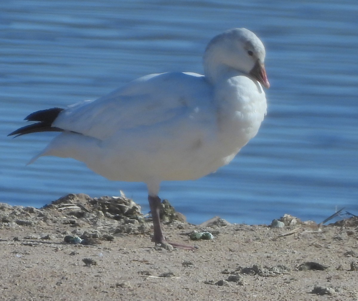 eBird Checklist - 25 Jan 2023 - San Carlos Sewage Ponds - 28 species ...