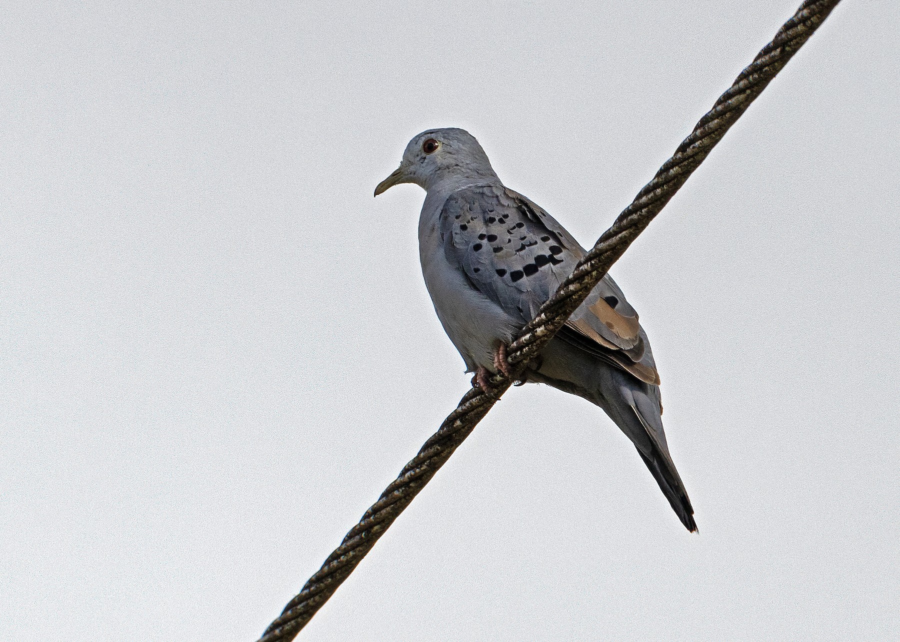Blue Ground Dove - eBird