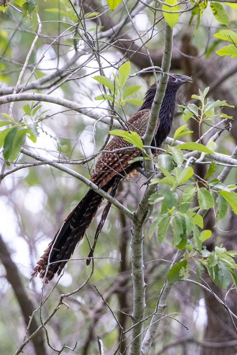 eBird Australia Checklist - 26 Jan 2023 - Jack Bethel Park, Mareeba ...