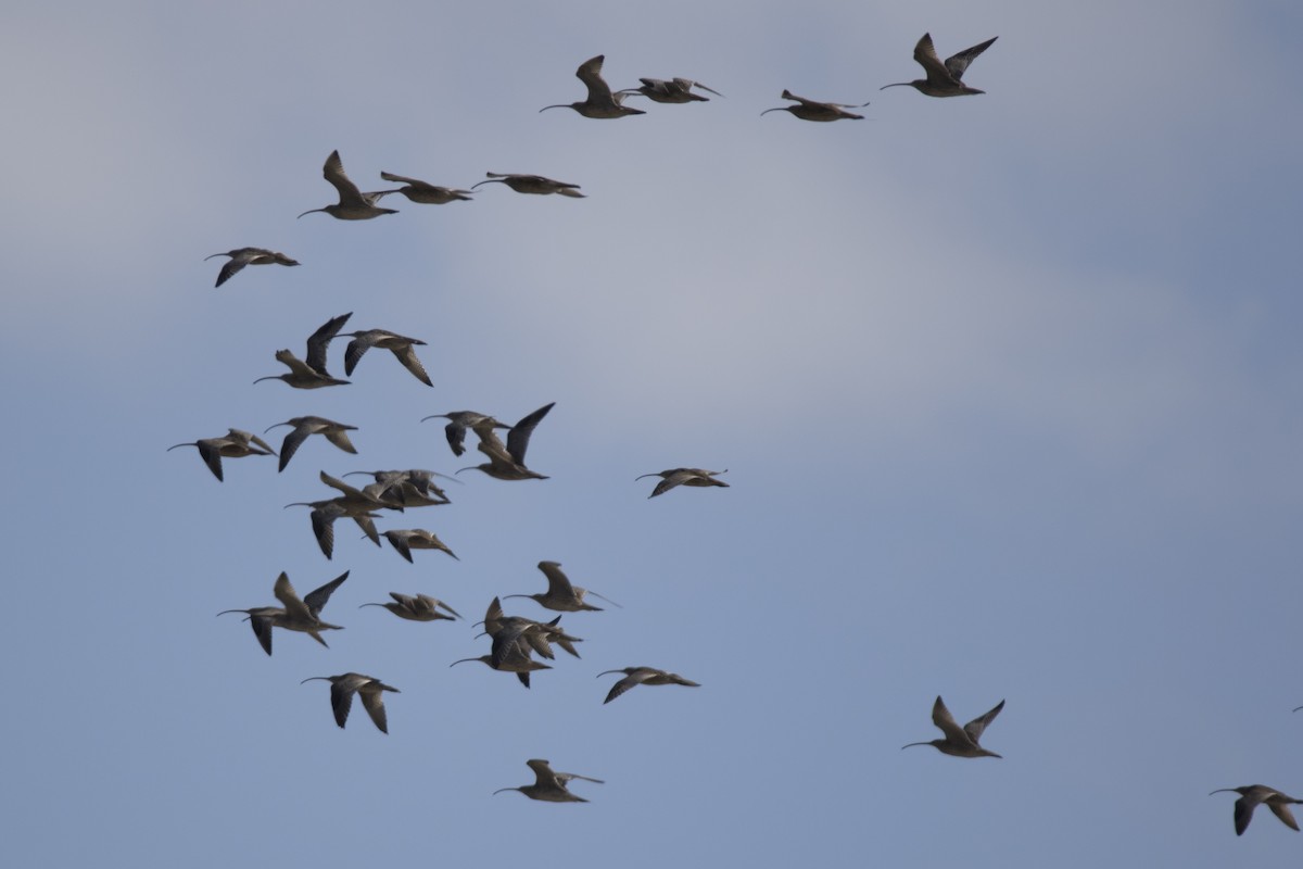 eBird Checklist - 26 Jan 2023 - Stockyard Point - 27 species