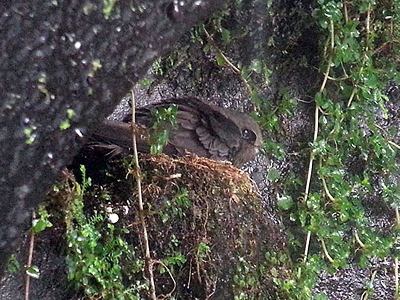 White-chinned Swift - Cypseloides cryptus - Birds of the World