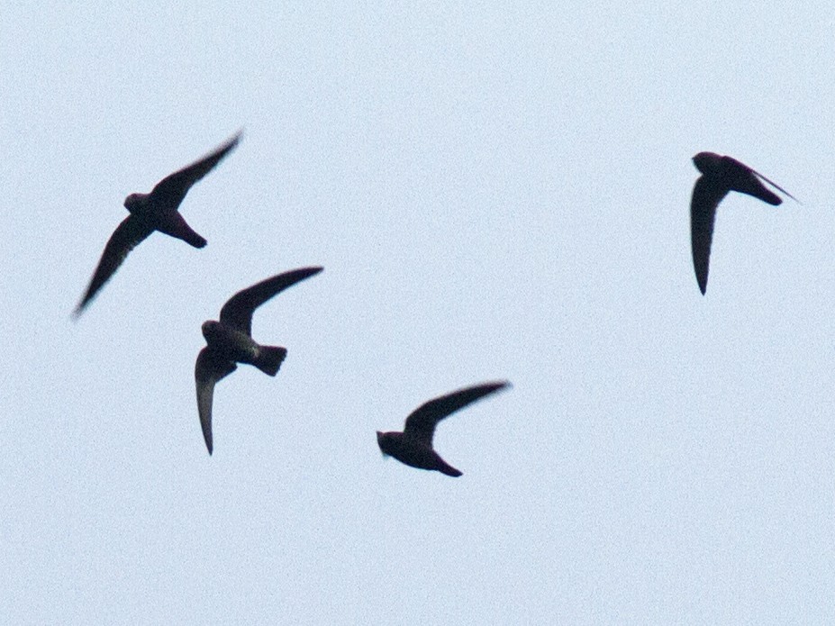 White-chinned Swift - eBird