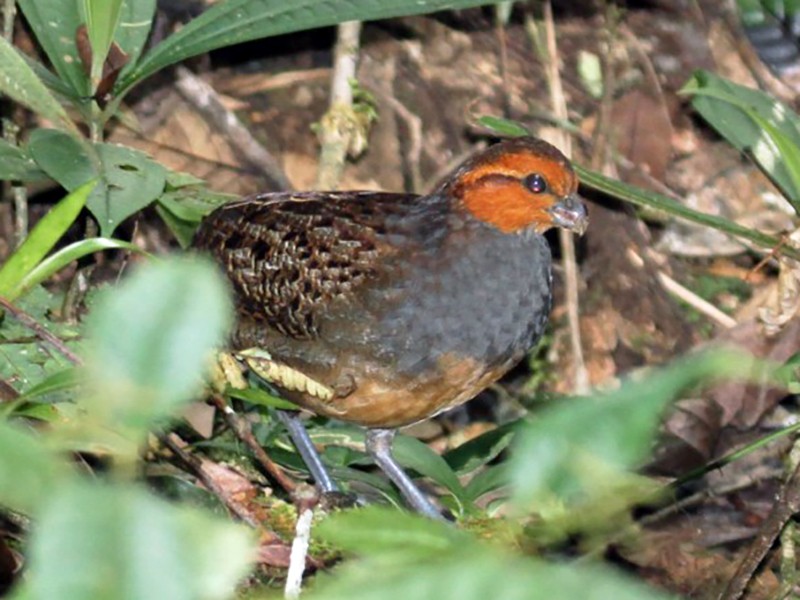 Tawny-faced Quail - Rhynchortyx cinctus - Birds of the World