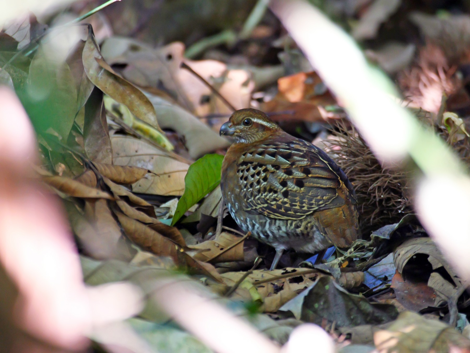 Tawny-faced Quail - eBird