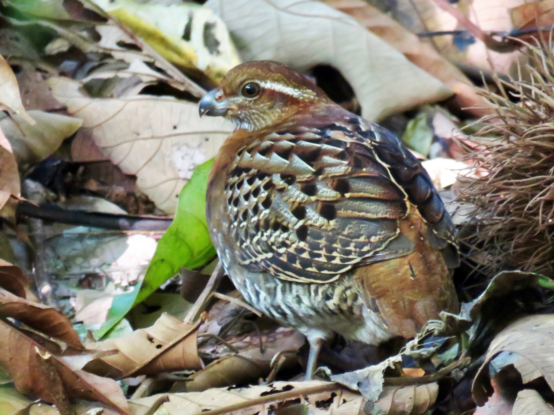 Tawny-faced Quail - eBird
