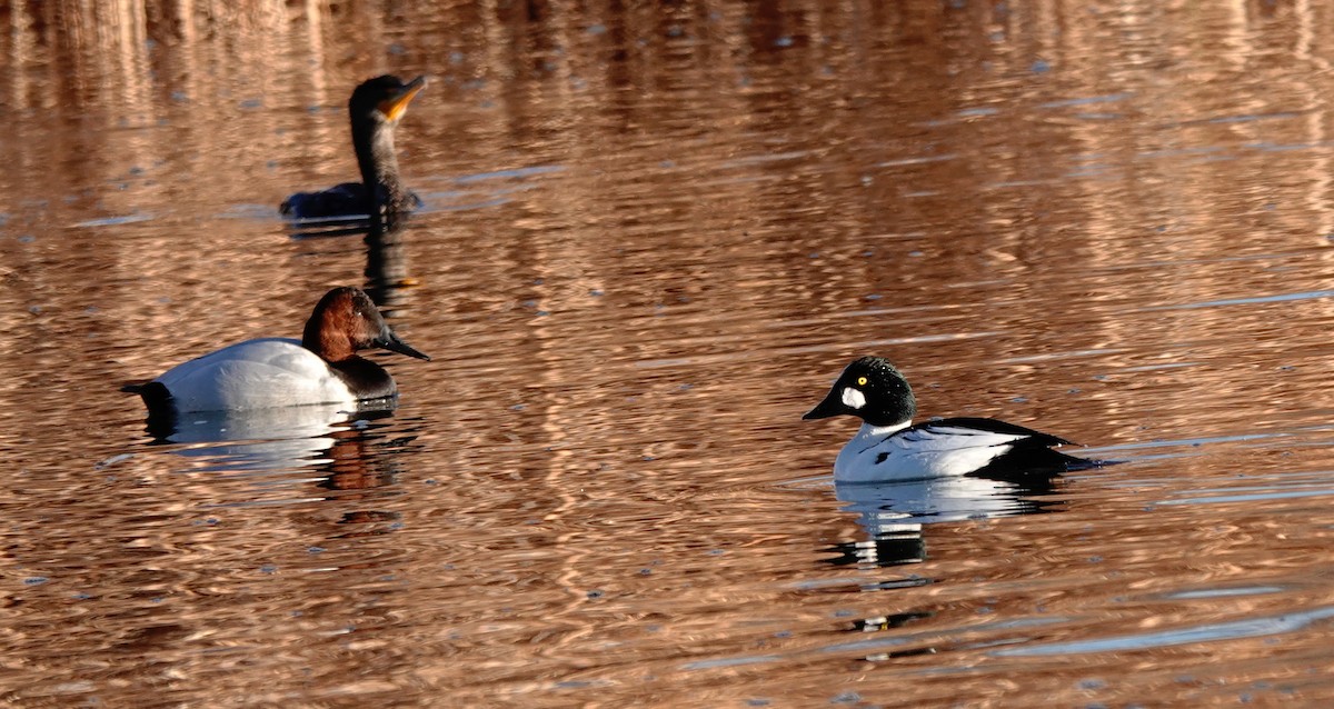 eBird Checklist - 25 Jan 2023 - Razor Ridge Park - 20 species