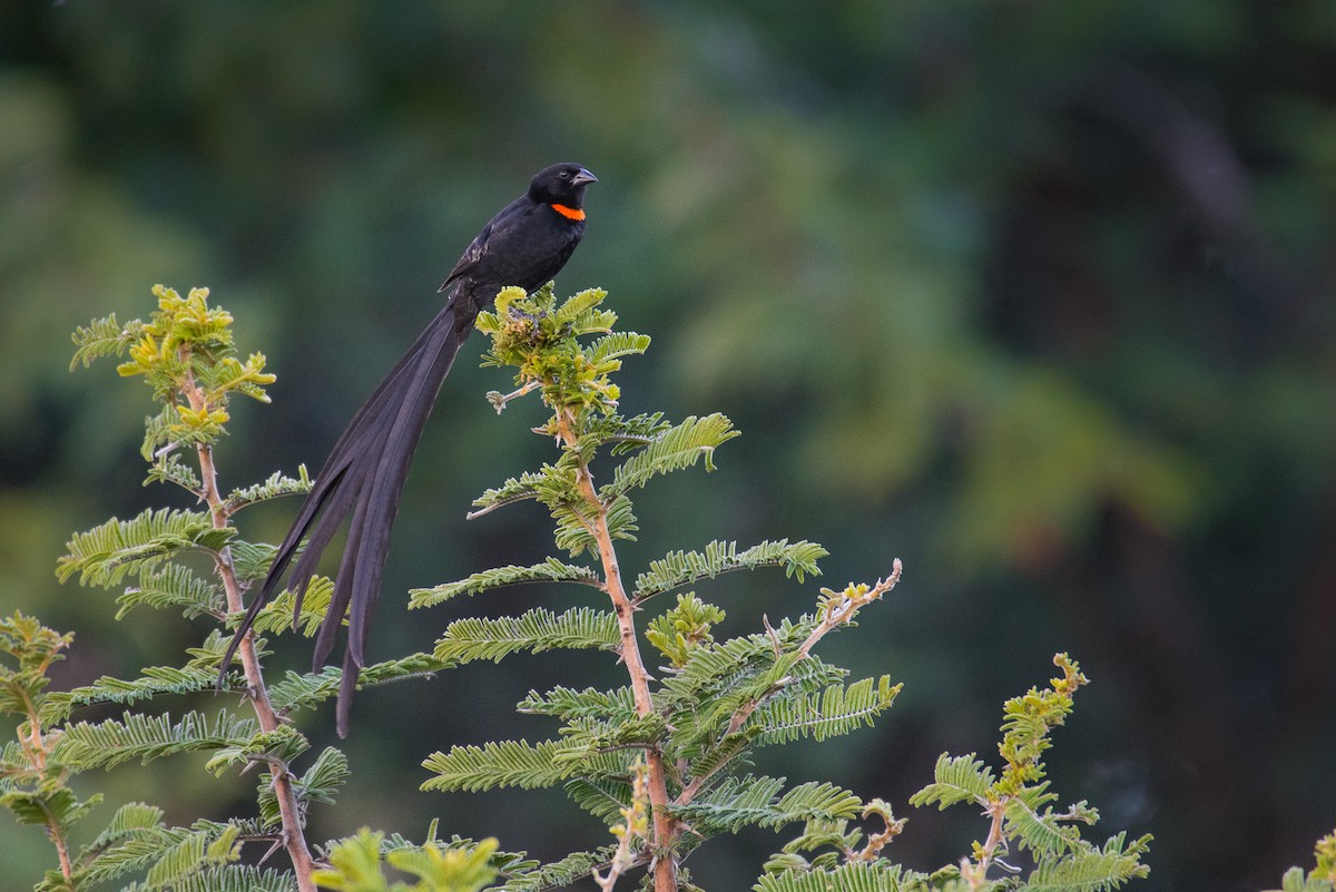 Red-collared Widowbird - Euplectes ardens - Birds of the World