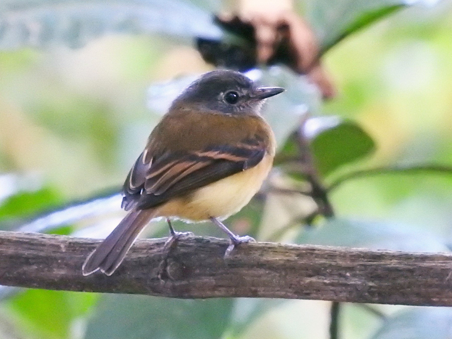 Mosquero pechileonado - eBird