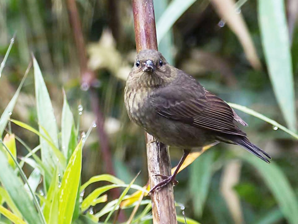 Slaty Finch - eBird