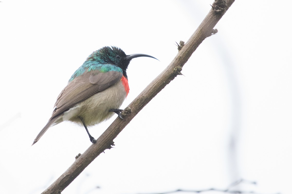 Eastern Miombo Sunbird - Cinnyris manoensis - Birds of the World