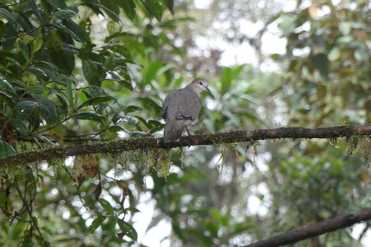 eBird Checklist - 19 Jan 2023 - The Birdwatcher's House - Santa Rosa ...