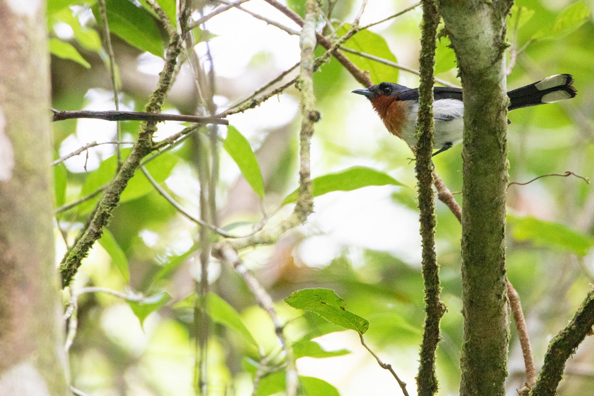 eBird Checklist - 13 Jan 2023 - Manusela National Park - 21 species