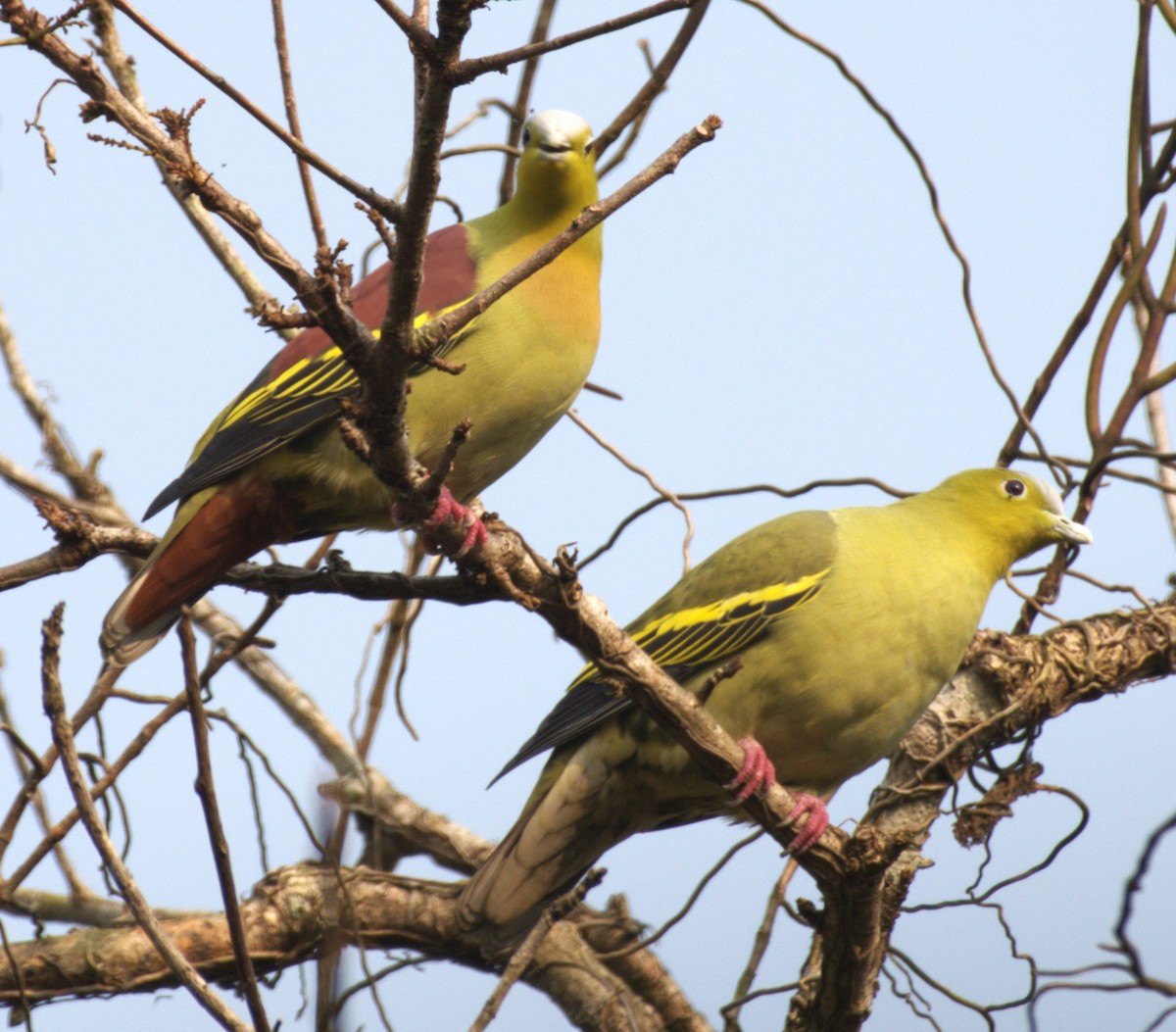 eBird Checklist - 26 Jan 2023 - Karwani - 30 species