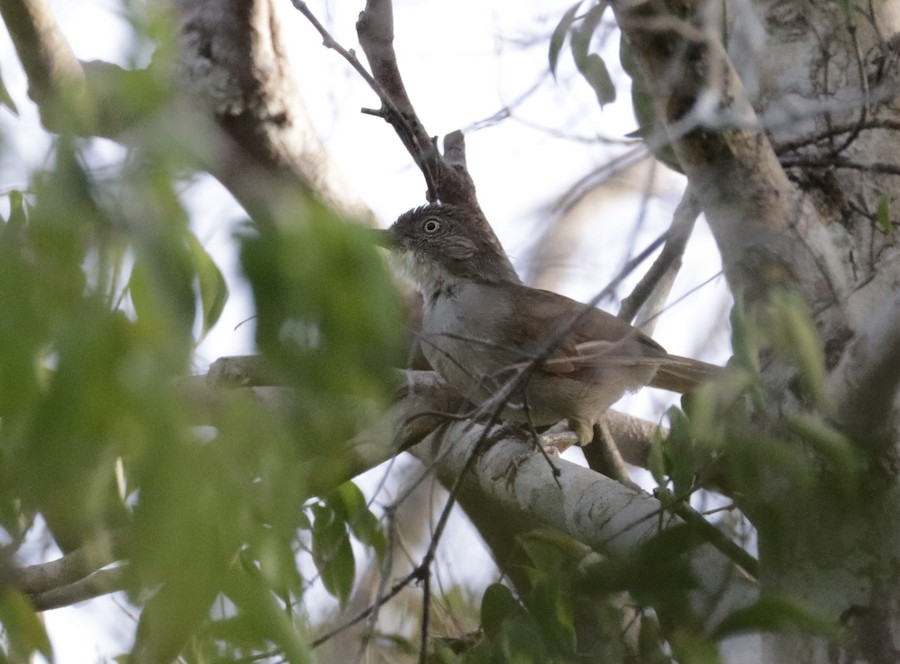 Fischer's Greenbul - eBird