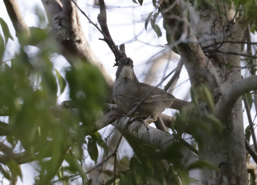 Fischer's Greenbul - eBird