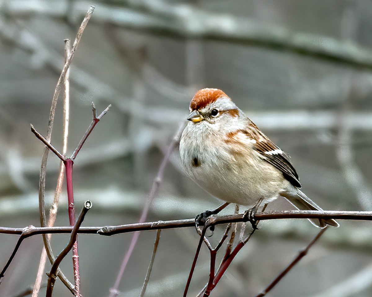 eBird Checklist - 26 Jan 2023 - Nod Brook Wildlife Management Area - 7 ...