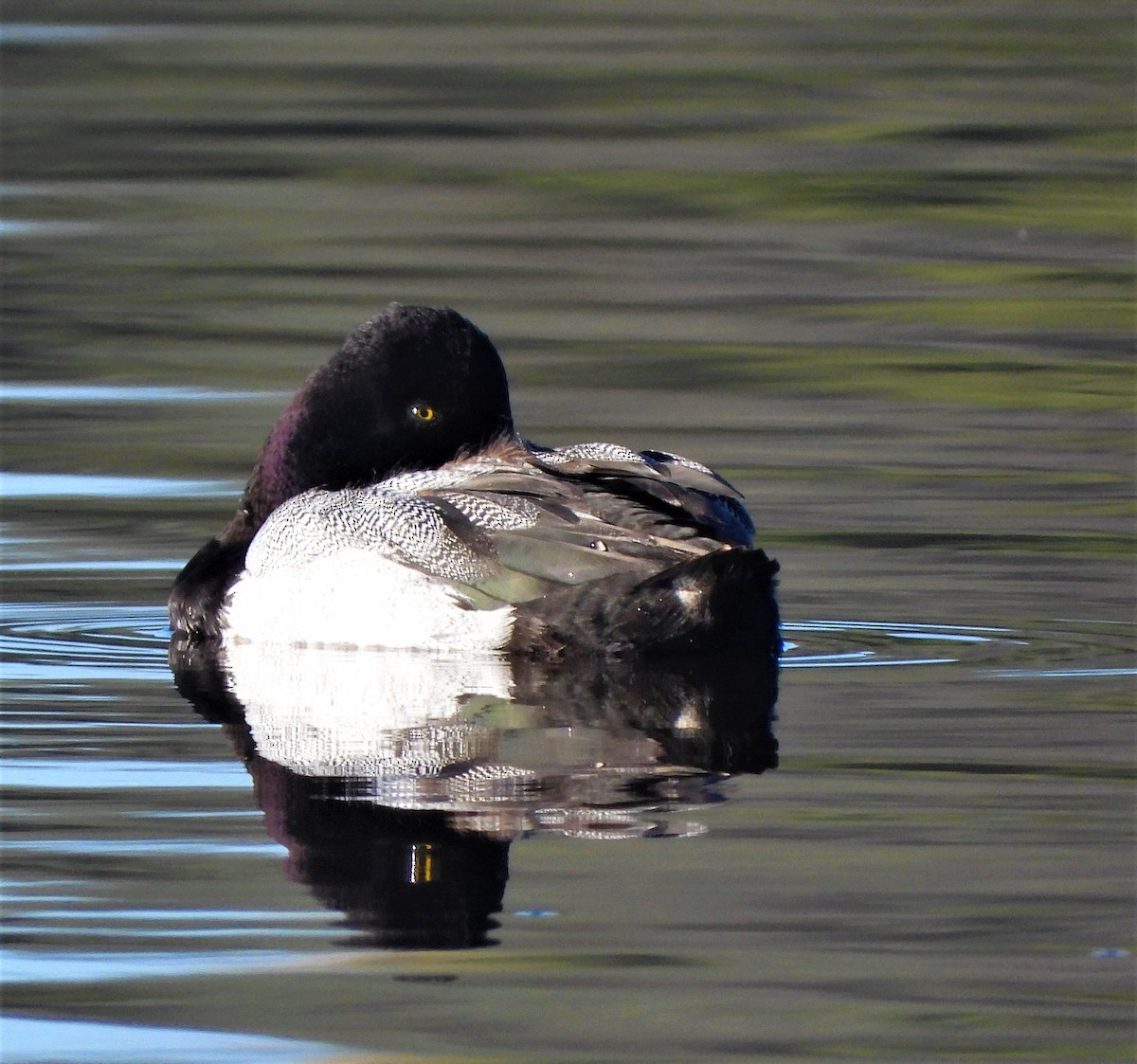eBird Checklist - 24 Jan 2023 - Andree Clark Bird Refuge - 39 species