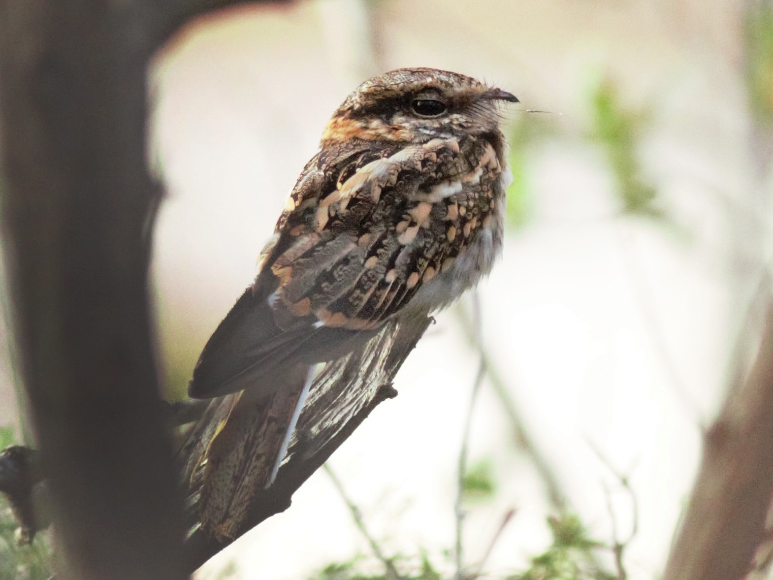Guabairo Coliblanco - eBird