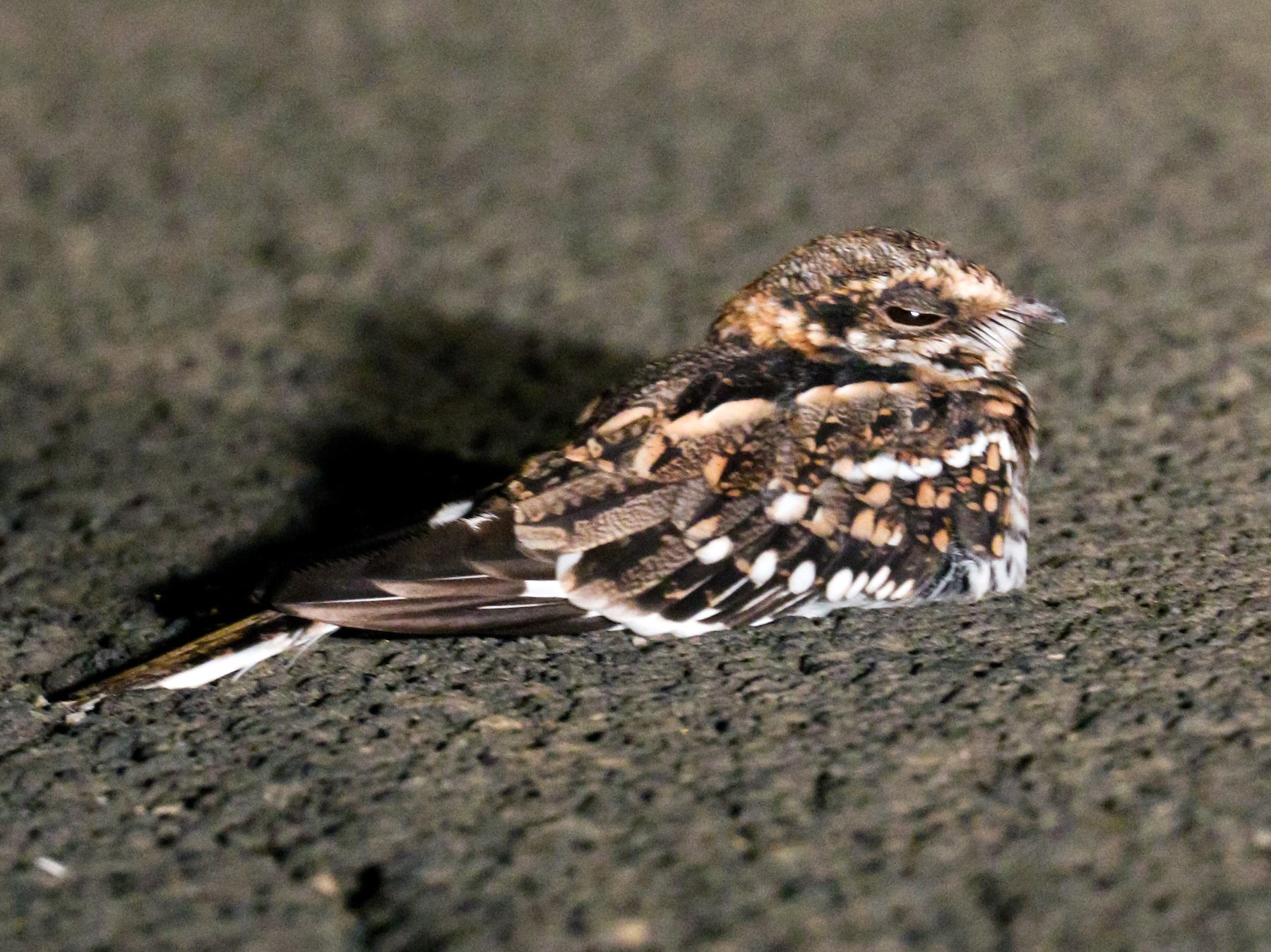 White-tailed Nightjar - eBird