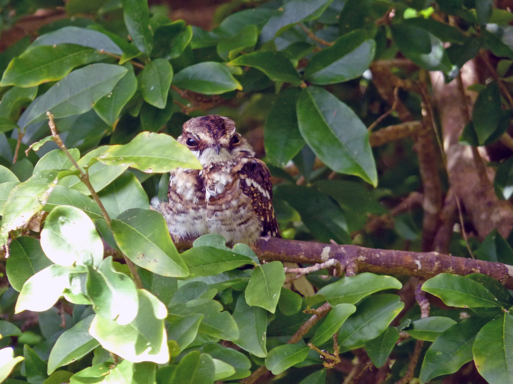 Guabairo Coliblanco - eBird
