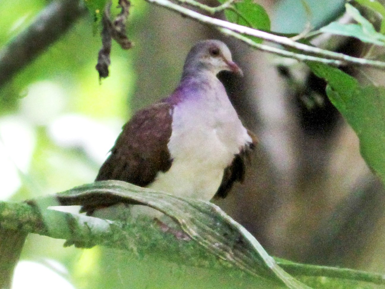 Violaceous Quail-Dove - eBird
