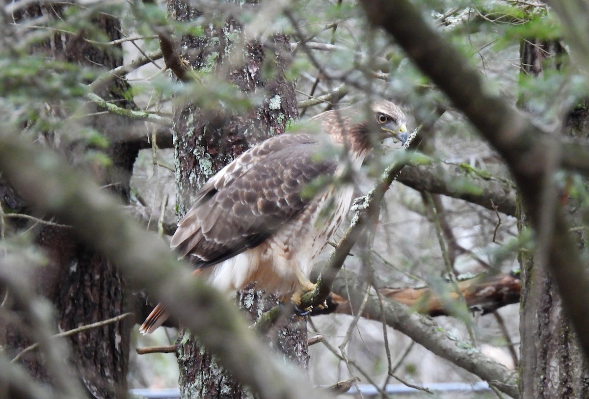 Mass Audubon eBird Checklist - 26 Jan 2023 - Moose Hill Wildlife ...